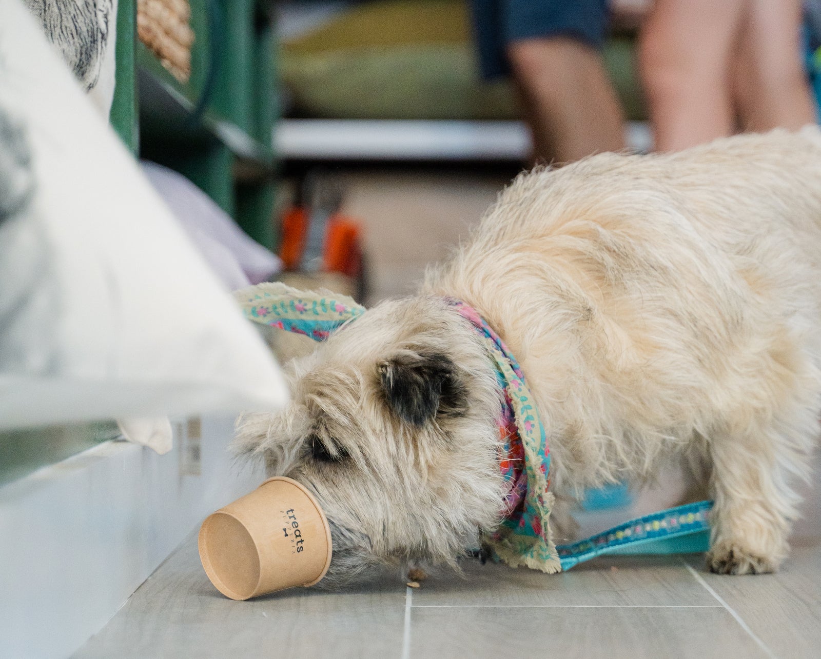 Treats Dog Company - Treats Pupperia